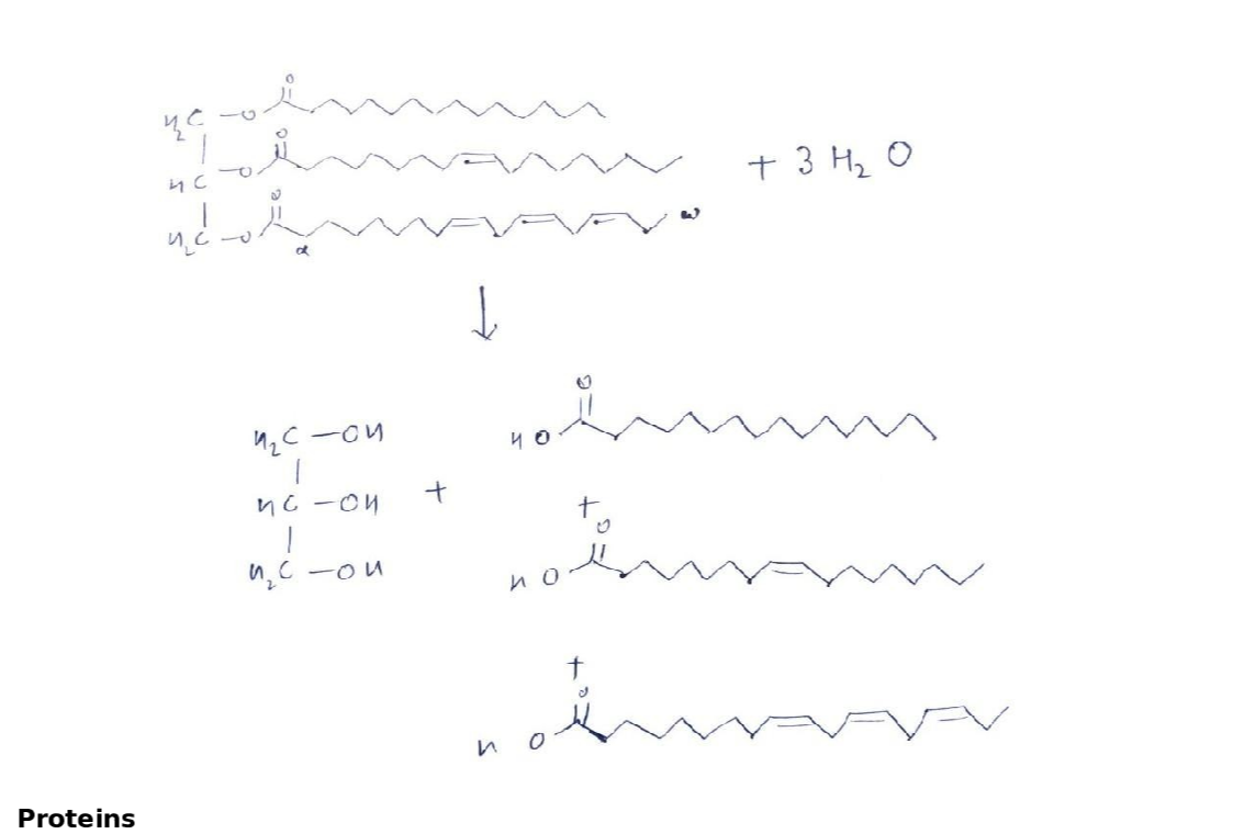 Solved: 1. List 3 functions of Lipids 2. Explain why saturated and ... Solved: 1. List 3 functions of Lipids 2. Explain why saturated and ...